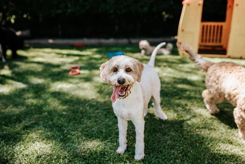 Why is your dog’s playtime so important? – SmallPaws Pet Hotel